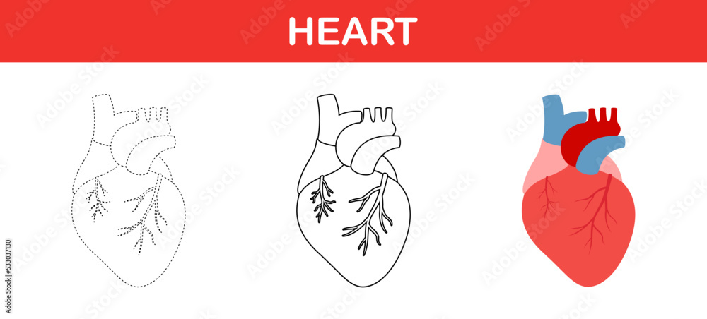 Human heart tracing and coloring worksheet for kids Stock Vector ...
