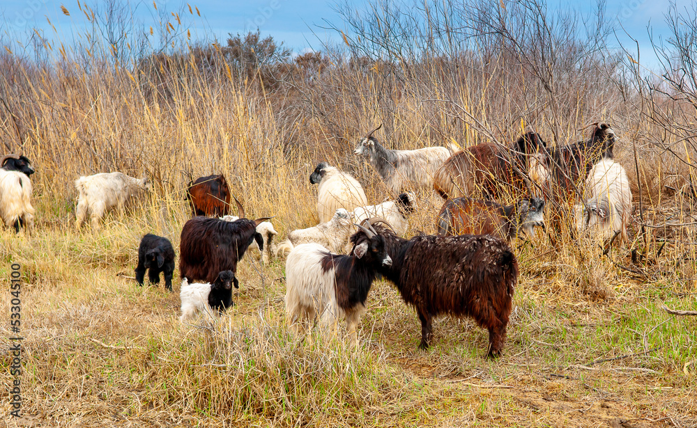 Goats in search of food roam the desert hot pasture. Moroccan goats ...