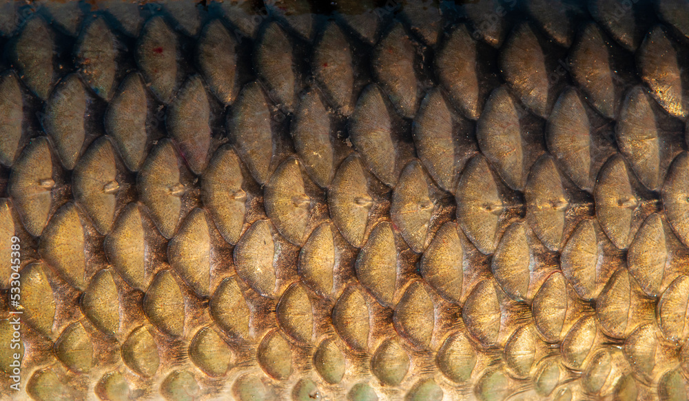 Fish scales close up. The skin of a fish as a background. Stock Photo ...