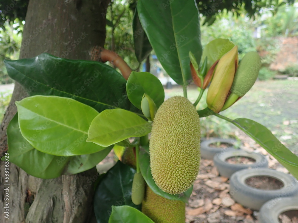 Foto de Young Jackfruit (Artocarpus heterophyllus) in the garden. The ...
