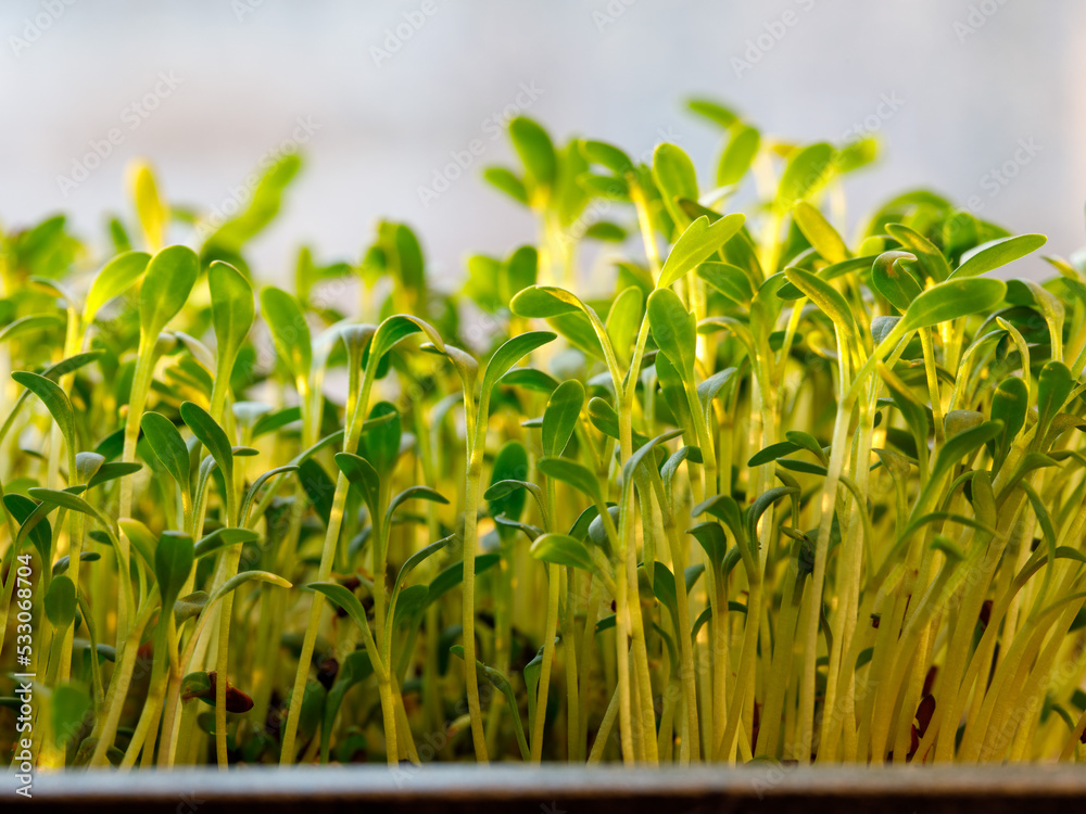 Growing Watercress sprouts. Sprouting Microgreens. Cress salad seed ...