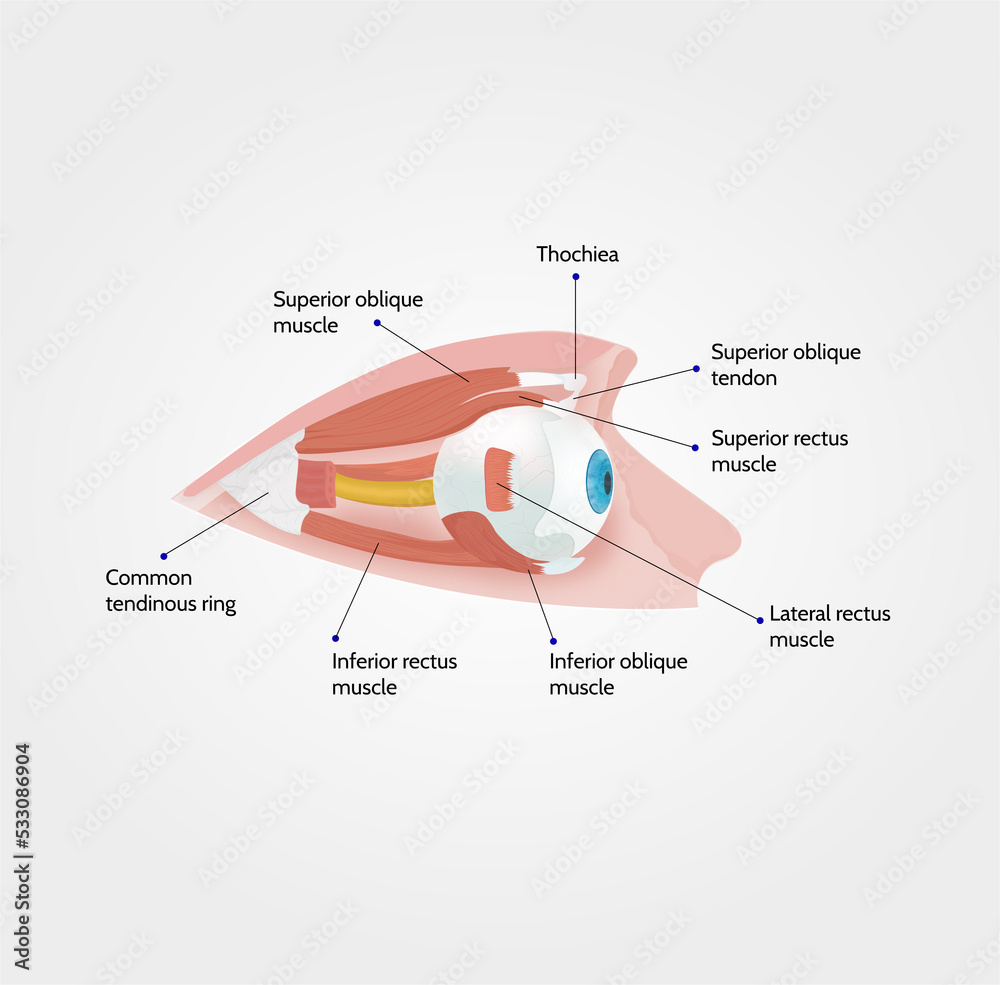 Muscles Of Human Eye at Ellie Hedditch blog