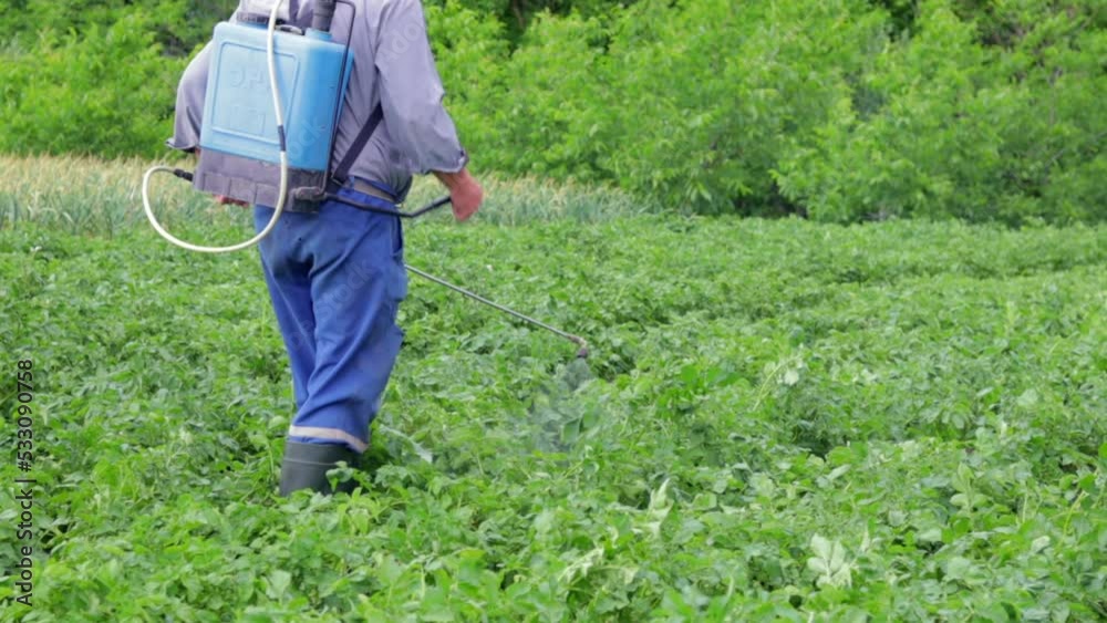 A farmer applying insecticides to his potato crop. Legs of a man in ...