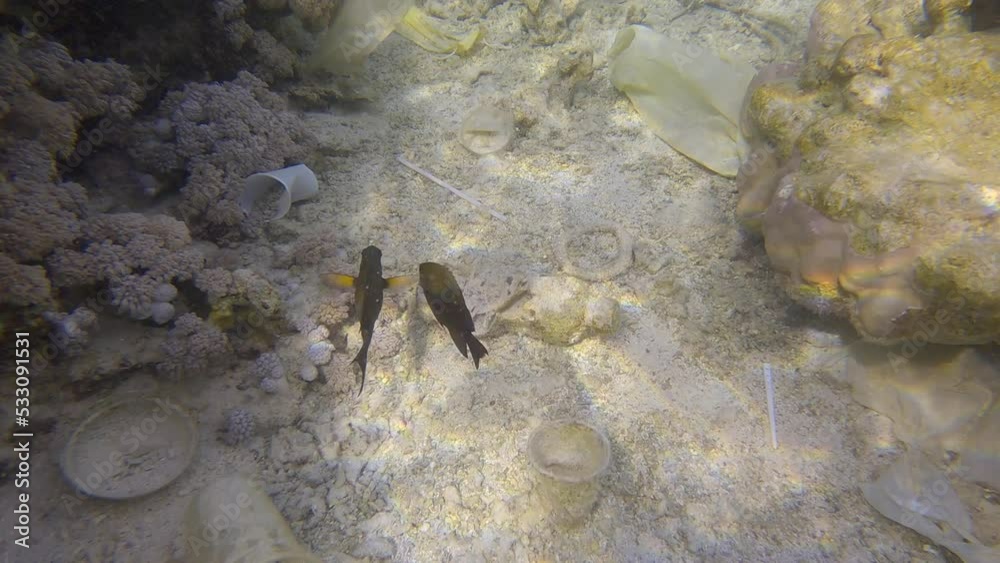 Beautiful coral reef covered with plastic and other garbage, colorful ...
