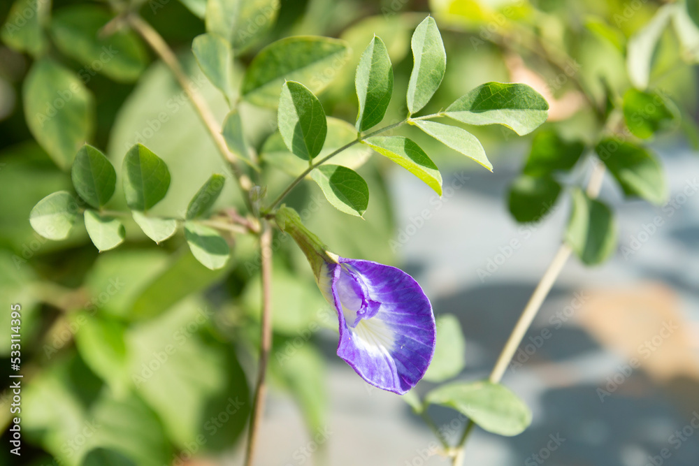 Clitoria ternatea, commonly known as Asian pigeonwings, bluebellvine ...