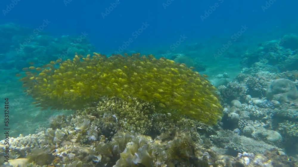 Massive school of juvenile Rabbitfish in shallow water swims over coral ...