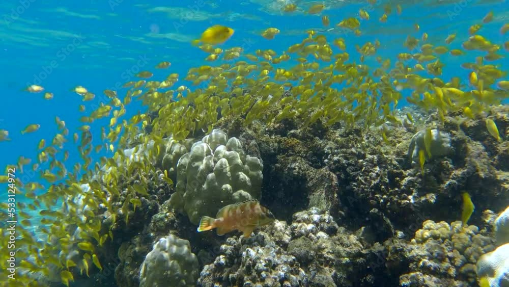Massive school of juvenile Rabbitfish in shallow water swims over coral ...
