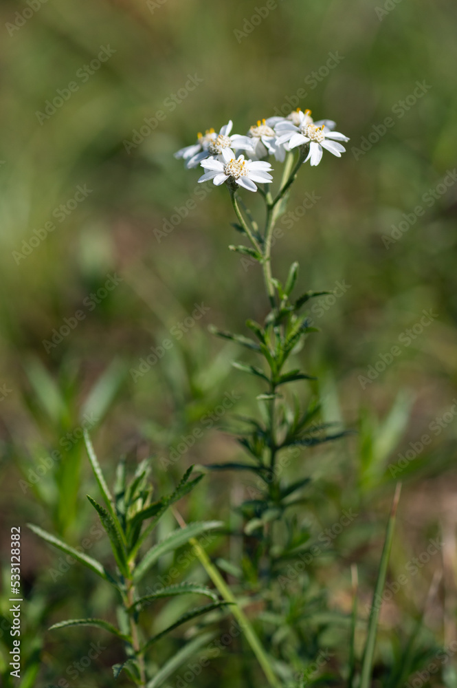 Achillea ptarmica - Sneezewort - Achillée sternutatoire - Achillée ...