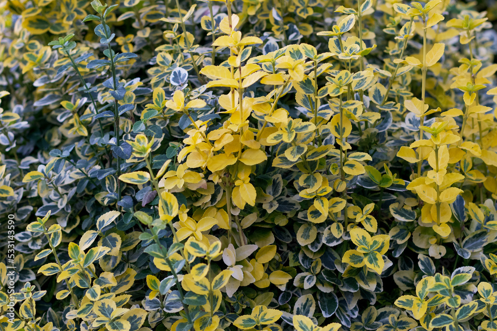 Euonymus fortunei emerald n gold, the Fortune spindle, winter creeper ...