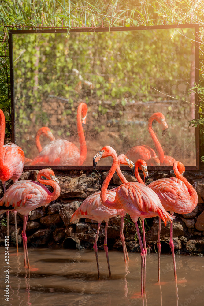 flamingo (Phoenicopterus ruber) Heart shape, neck curl and standing ...