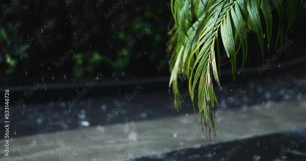 Rain falling on vibrant exotic palm leaves on a raining day in the ...
