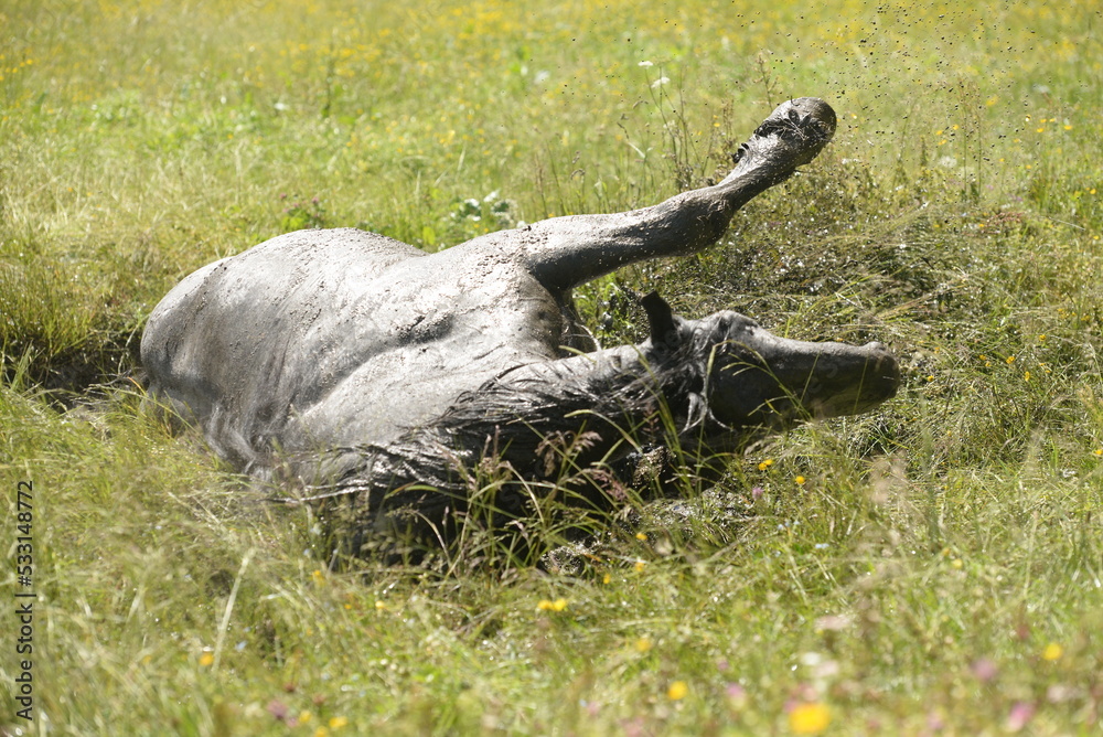 Noriker Deckhengste auf der Almweide Stock Photo | Adobe Stock