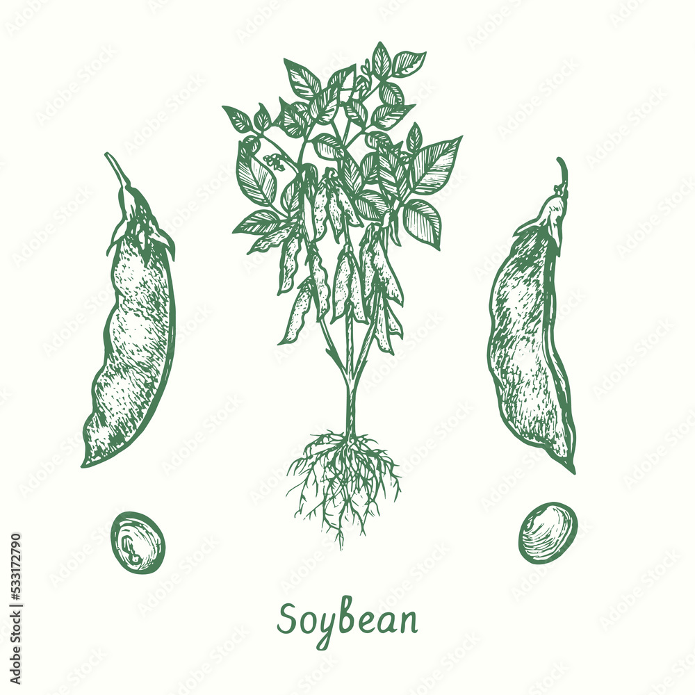 Soybean plant (Glycine max), closed and opened pod, grains. Ink black ...
