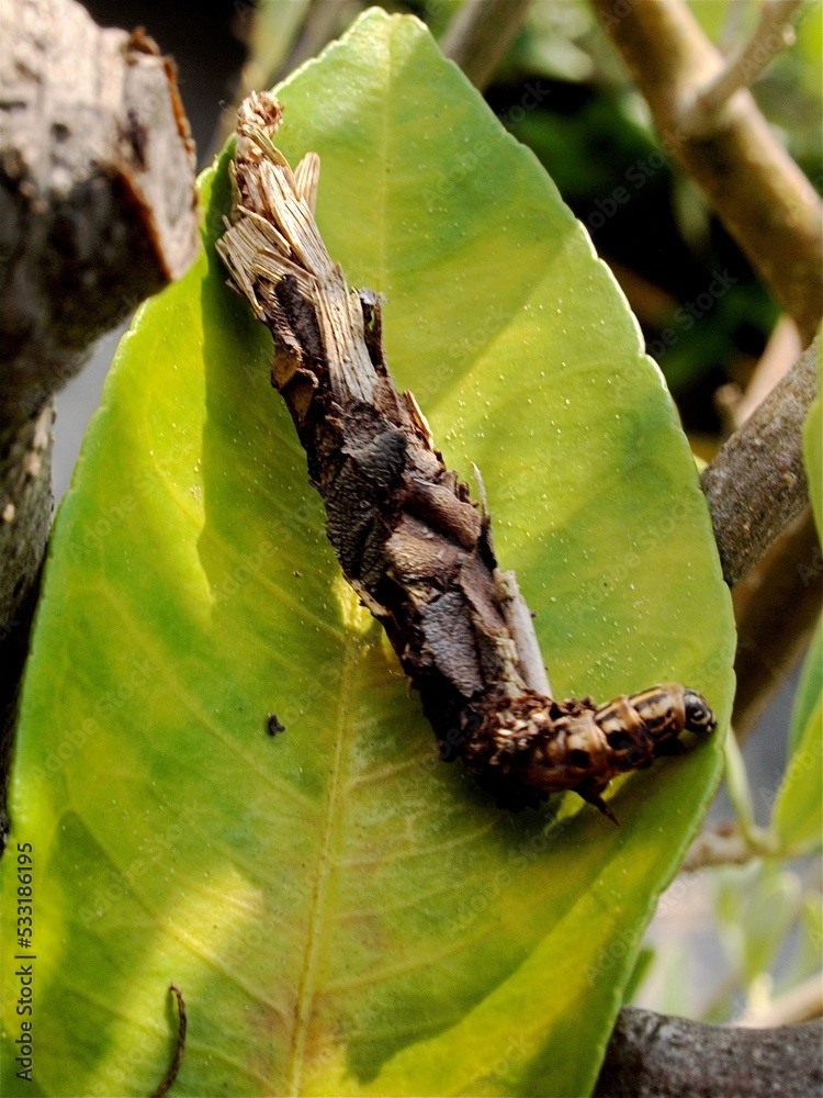 LARVA Tricotteri, Phryganes, Friganea,Trichoptera Stock Photo | Adobe Stock