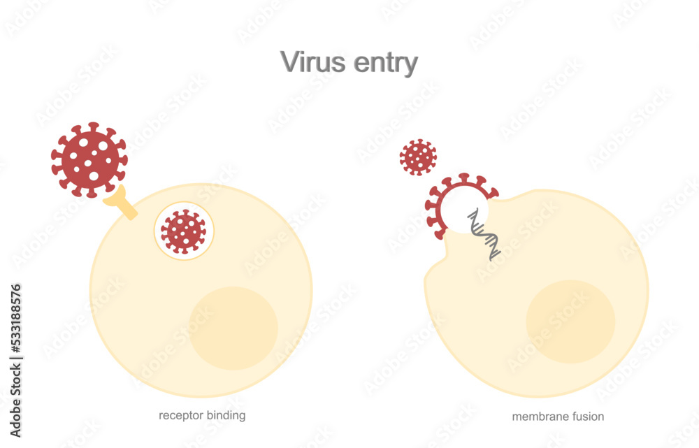 The two routes comparison of virus entry or infection to the host cells ...