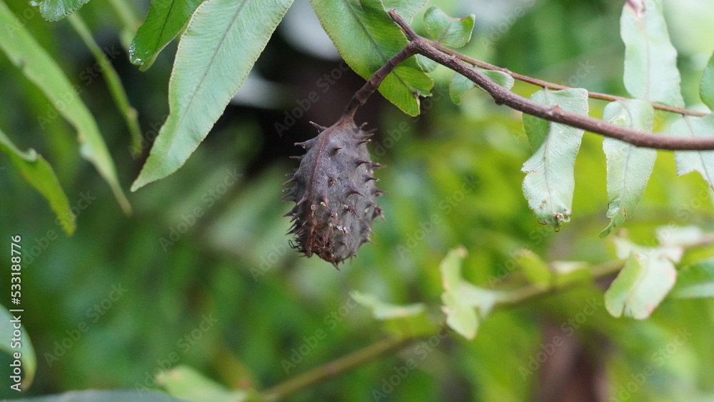 Echinocystis lobata, commonly known as the Wild Cucumber, Balsam Apple ...