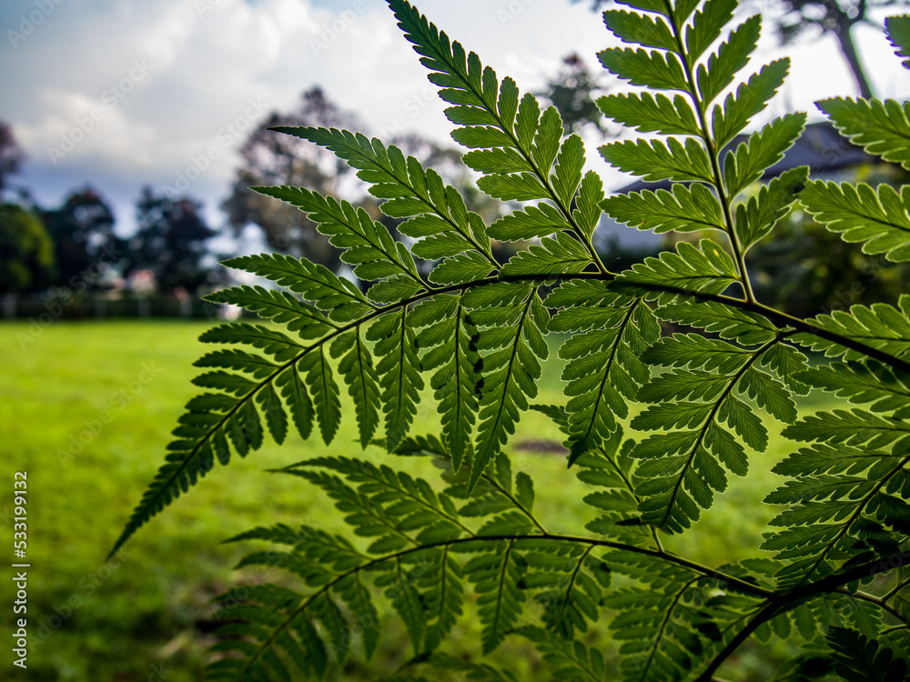 fern leaves Stock Photo | Adobe Stock