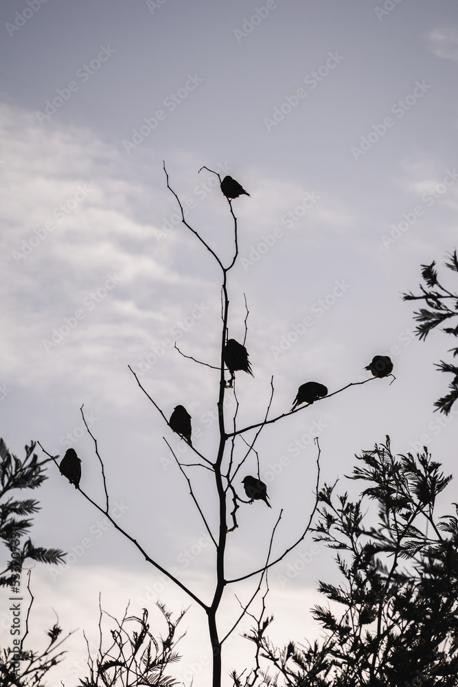 Silueta de aves posadas en la punta de un árbol en sus ramas sin hojas ...