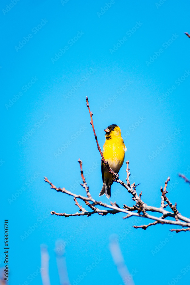 ave pajaro amarillo chileno en ramas al sur de chile con cielo ...
