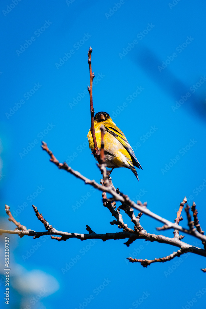 ave pajaro amarillo chileno en ramas al sur de chile con cielo ...