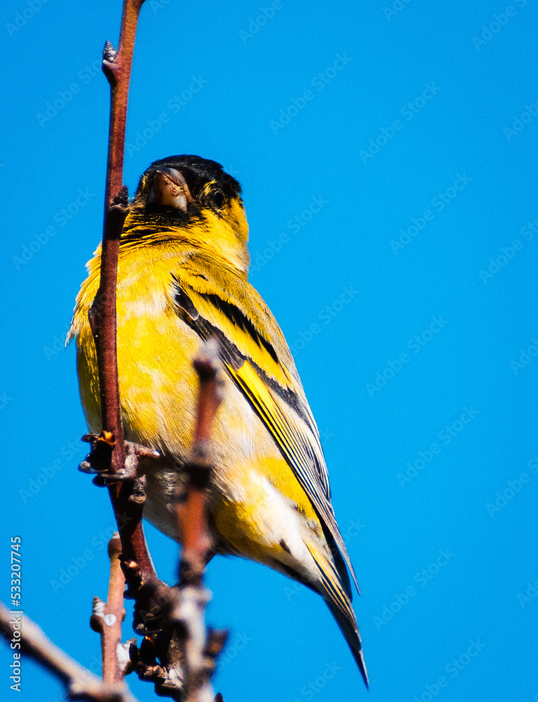 ave pajaro amarillo chileno en ramas al sur de chile con cielo ...
