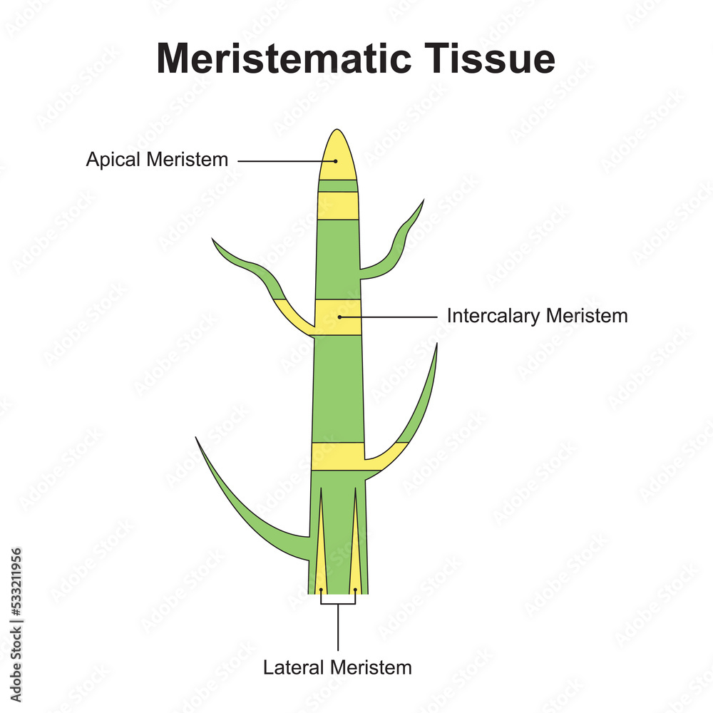 Scientific Designing of Meristematic Tissue. The Tissue Found in Plants ...