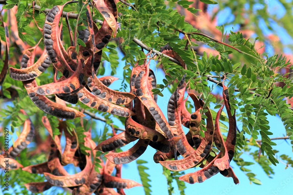Fruits of Gleditsia caspica ripening on branches Stock Photo | Adobe Stock