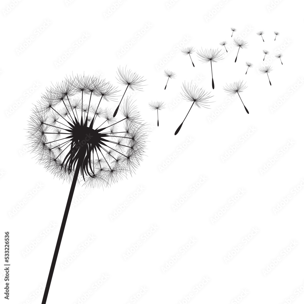 Dandelion Seeds Blowing