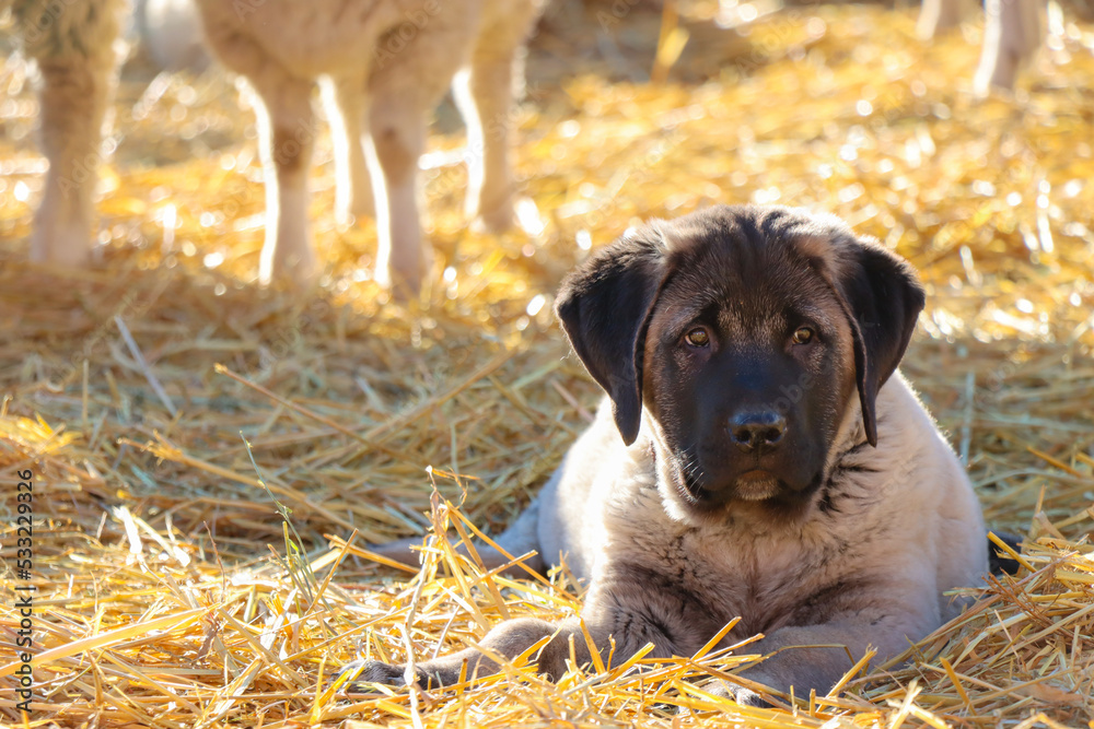 Kangal Puppy