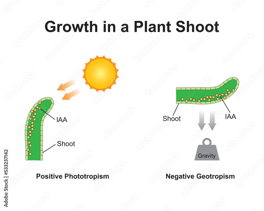 Plant Shoot Diagram