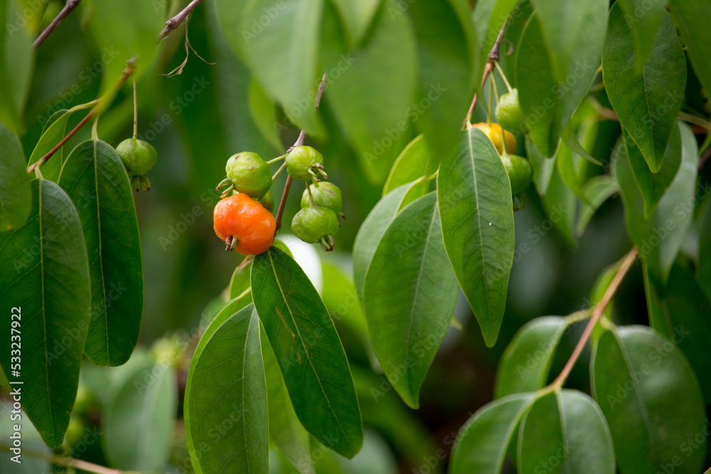 Pitanga (eugenia uniflora) é o fruto da pitangueira, dicotiledônea da ...
