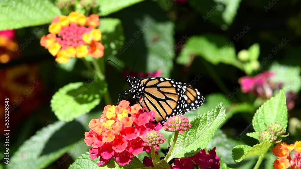 HD video of one male monarch butterfly, as evidenced by scent glands on ...