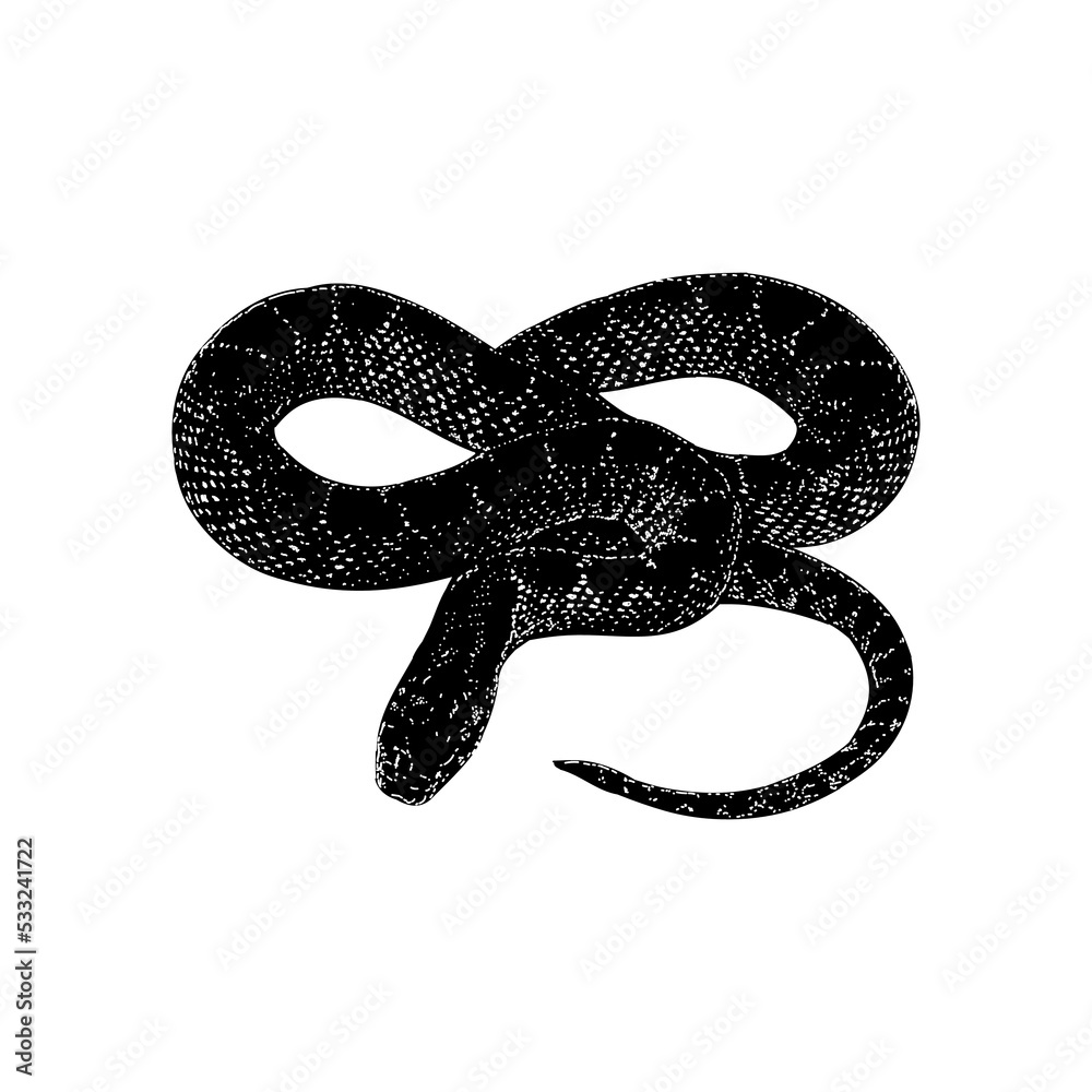 Desert Kingsnake hand drawing vector illustration isolated on ...