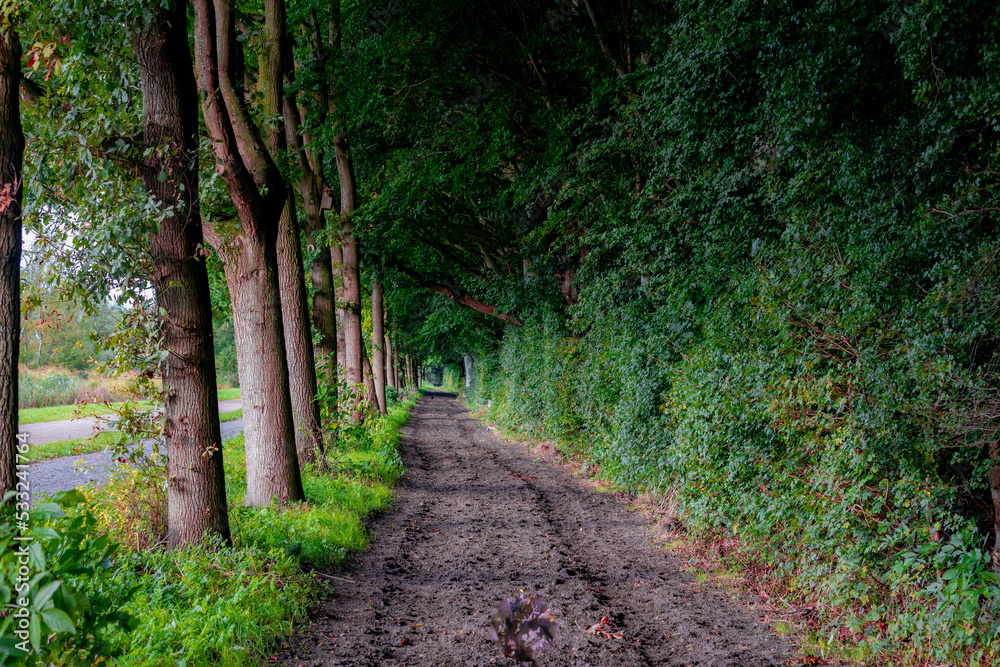 Natural path with big trees along the way in the forest in beginning of ...
