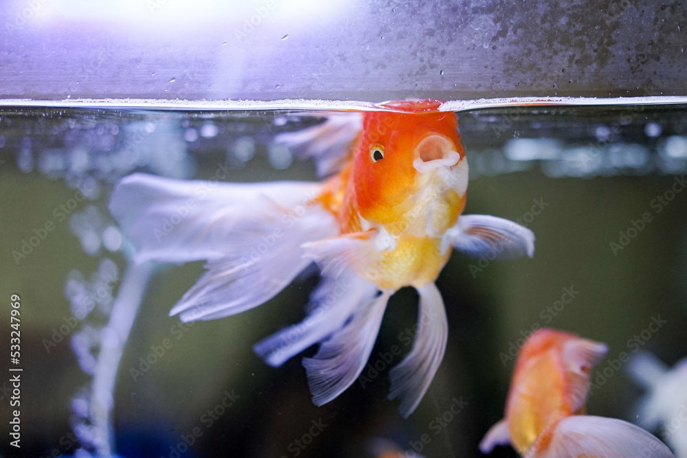 Goldfish at aquarium fish, from Asia.The goldfish on Chinese sign ...