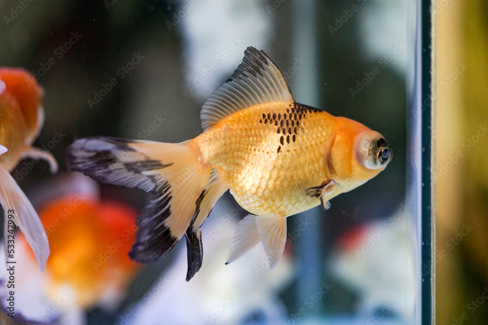 Goldfish at aquarium fish, from Asia.The goldfish on Chinese sign ...