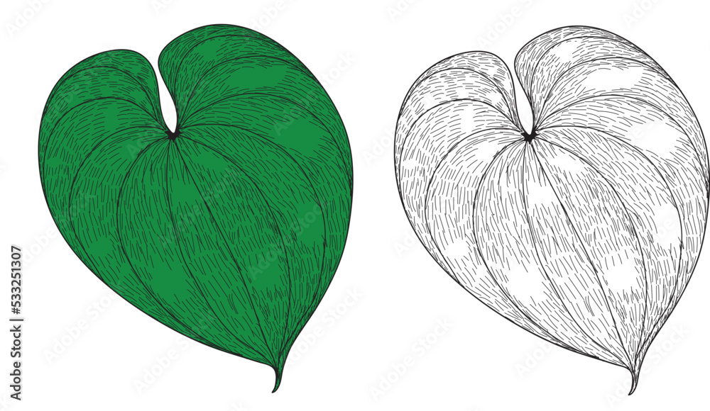 betel leaf Stock Vector | Adobe Stock