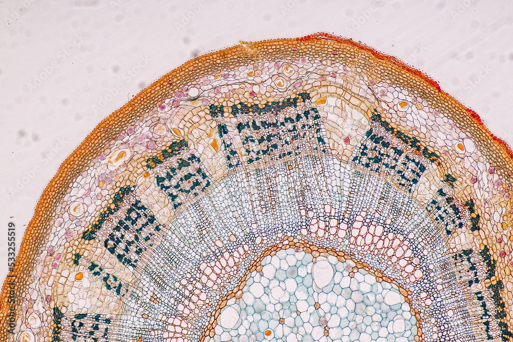 Plant tissue Structure, section (tissue) of stem plant tissue under a ...