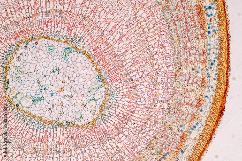 Plant tissue Structure, section (tissue) of stem plant tissue under a ...