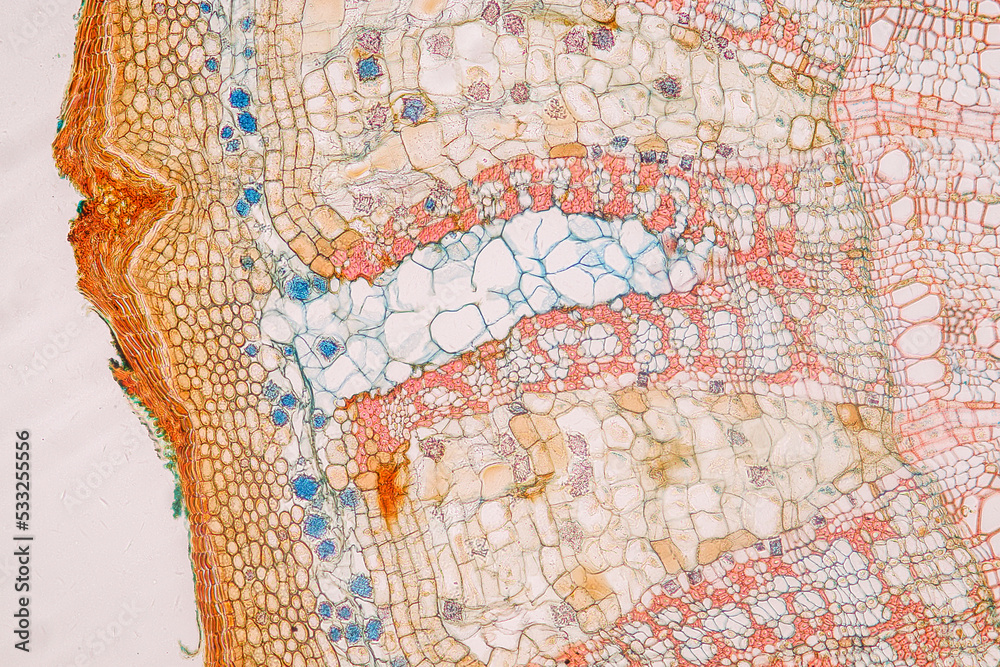 Plant tissue Structure, section (tissue) of stem plant tissue under a ...