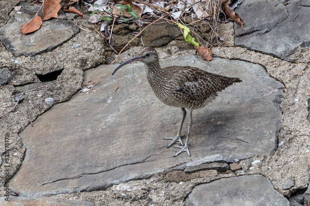 Nature wildlife of migration bird Eurasian Whimbrel taken at Kota ...