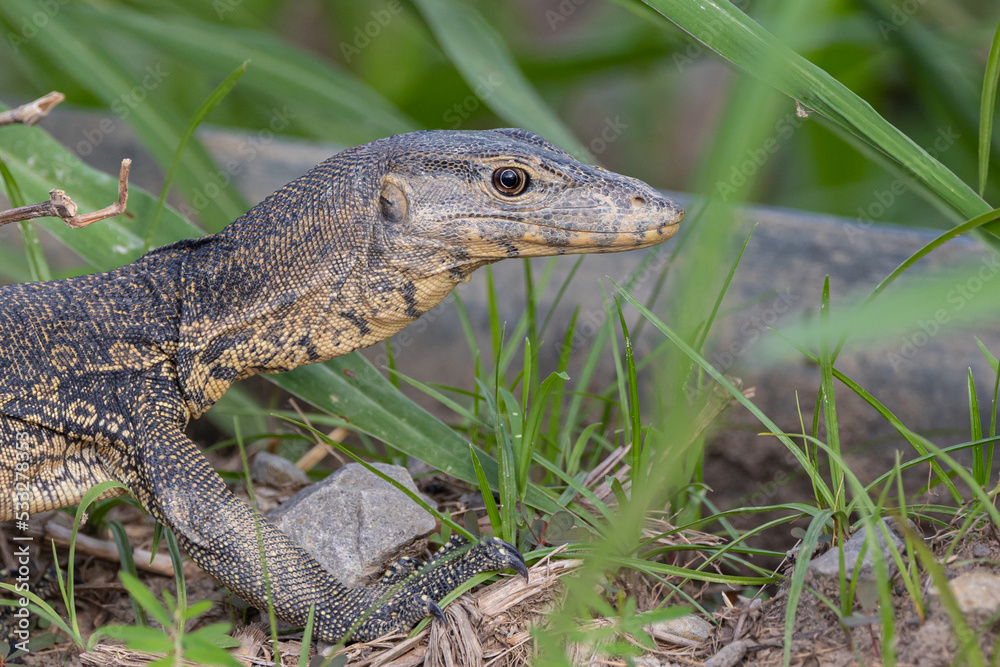 Monitor lizard (Asian water monitor) also common water monitor, large ...