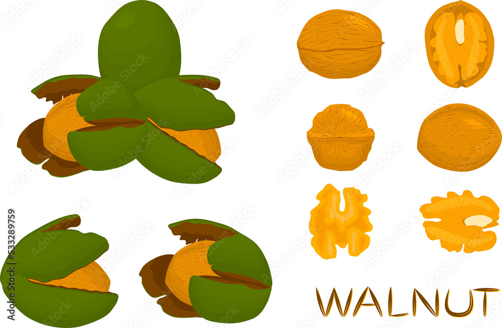 big set different types walnut in nutshell Stock Illustration | Adobe Stock big set different types walnut in nutshell Stock Illustration | Adobe Stock