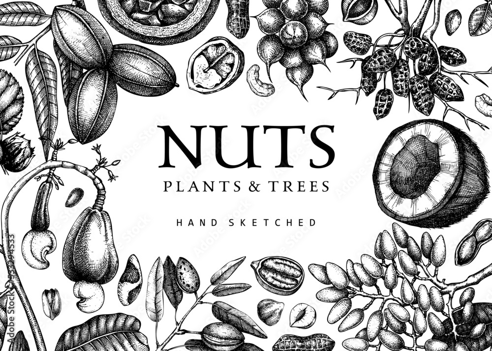 Vector background in vintage style. Vintage nuts sketched banner ...
