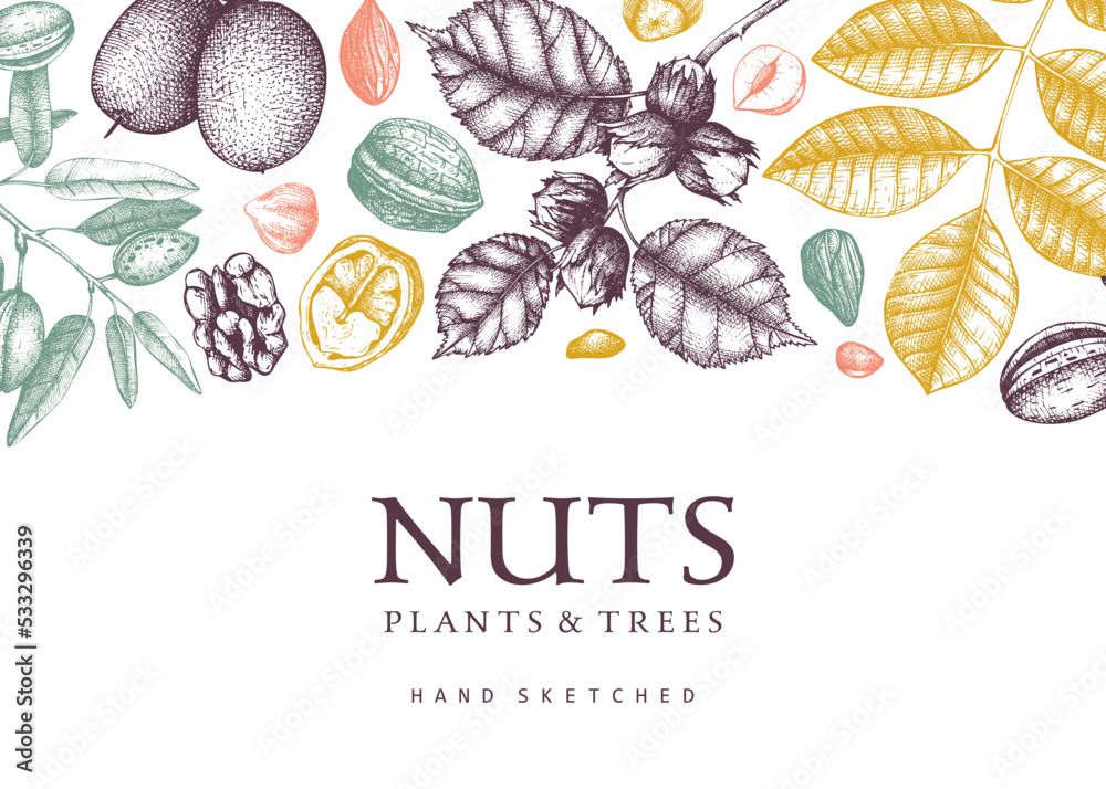 Vector nuts background in color. Vintage nuts sketched frame. Healthy ...