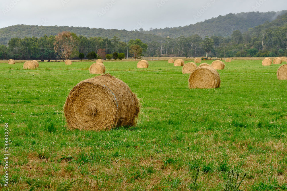 Round hay bales are grass pressed hard together in a cylindrical bale ...