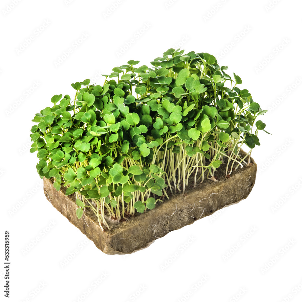 Microgreens sprouts isolated on white background. Vegan microgreens ...