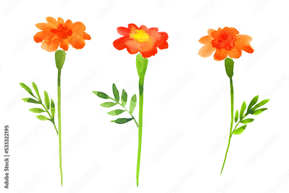 Marigold.Abstract flowers.Hand drawn Illustration in watercolor ...
