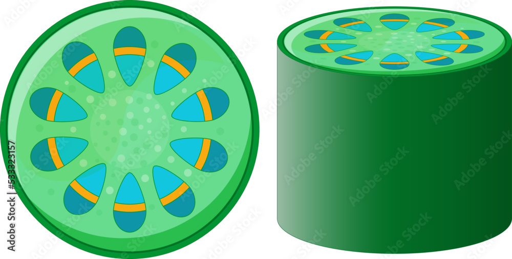 Vascular Tissue Xylem And Phloem DP Biology: Vascular Tissues