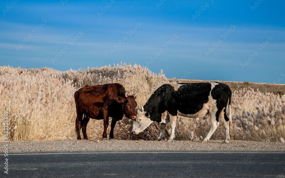 Herd of cows in the desert steppe of Central Asia. Search for food ...